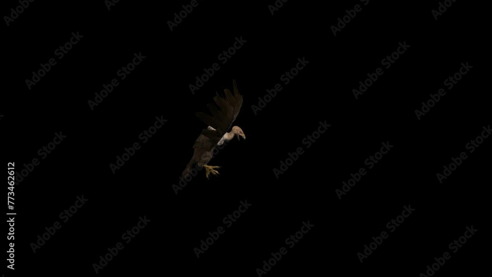 3D Common buzzard flying attack loop animation with cycle view on black ...