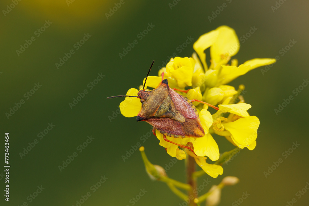 Chinche Carpocoris mediterraneus sobre hojas de planta mostaza blanca ...