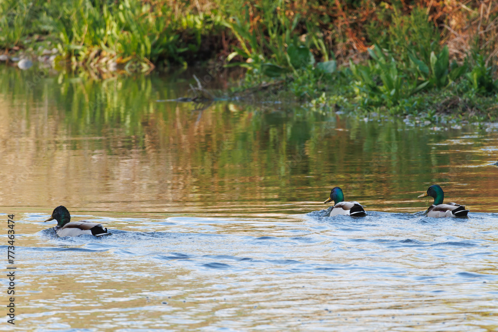 Tres patos reales (Anas platyrhynchos) macho nadando sobre el río ...