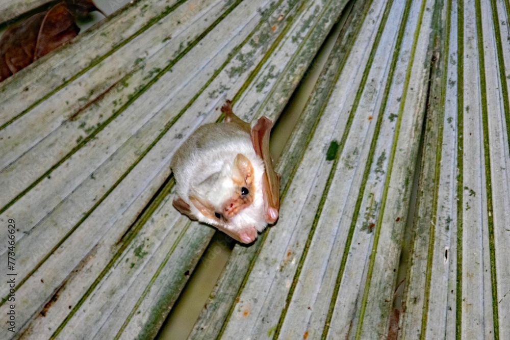 Northern ghost bat, Diclidurus albus, under a palm leaf Stock Photo ...