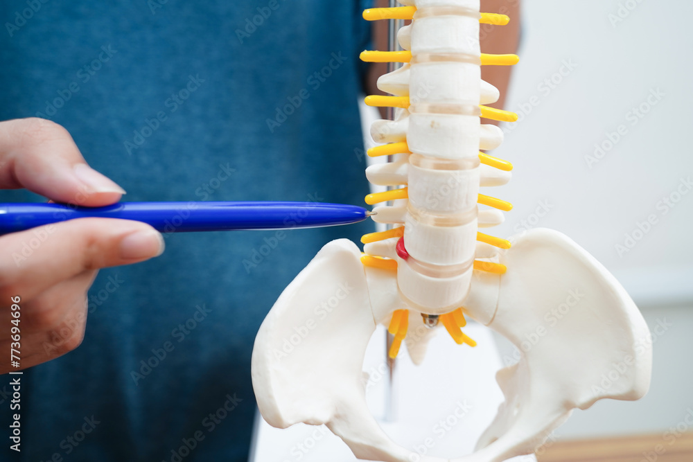 Asian student learning with human bone and spinal nerve model in ...
