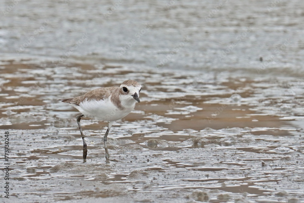 Greater sand plover (Charadrius leschenaultii) searching for food in ...
