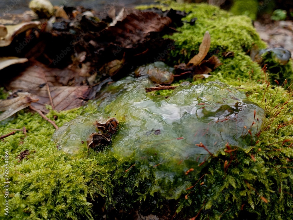 Transparent slime mushroom on the bottom covered with green forest ...