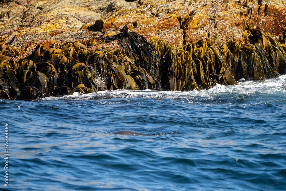 Seaweed and bull kelp growing on rocks in the ocean in australia. Waves ...
