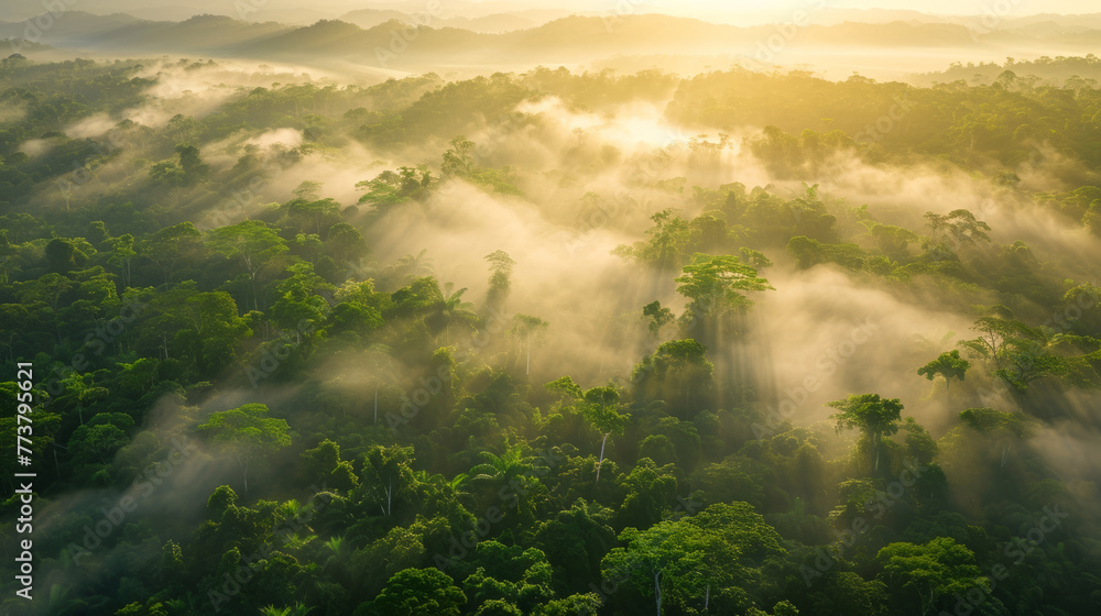 Aerial landscape view of a very dense jungle with hazy zones just above ...