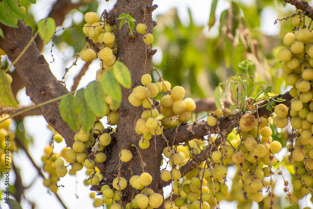 Star gooseberry fruit. Phyllanthus acidus, known as the Otaheite ...