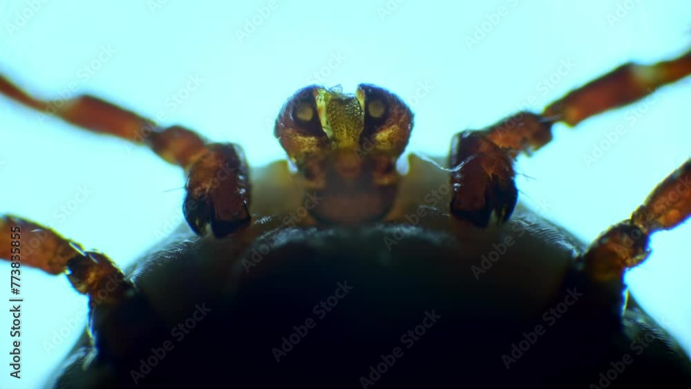 Vidéo Stock Detailed microscopic examination of a tick, showcasing its ...