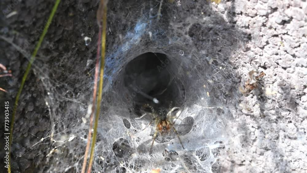 Filmmaterial einer Winkelspinne Webspinne Spinne in ihrem Netz an einer ...