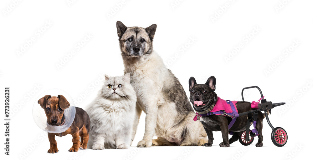 Inclusive group of animals in sick and poor health, with a dog in a ...