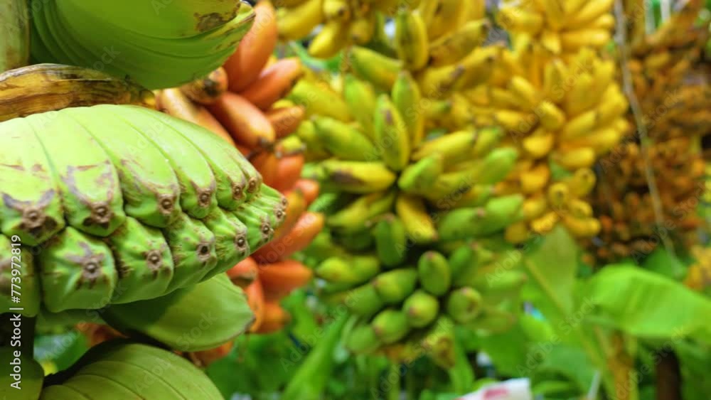 Various fruits of the banana palm tree hybrid variety come in different ...