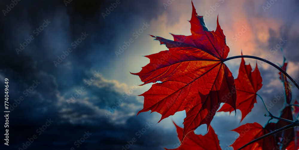 Norway Maple 'Royal Red' Beautiful dark purple leaves in spring and ...