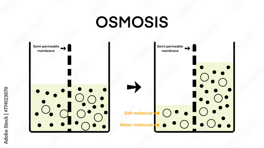 osmosis, Solvent passing through the semipermeable membrane from the ...