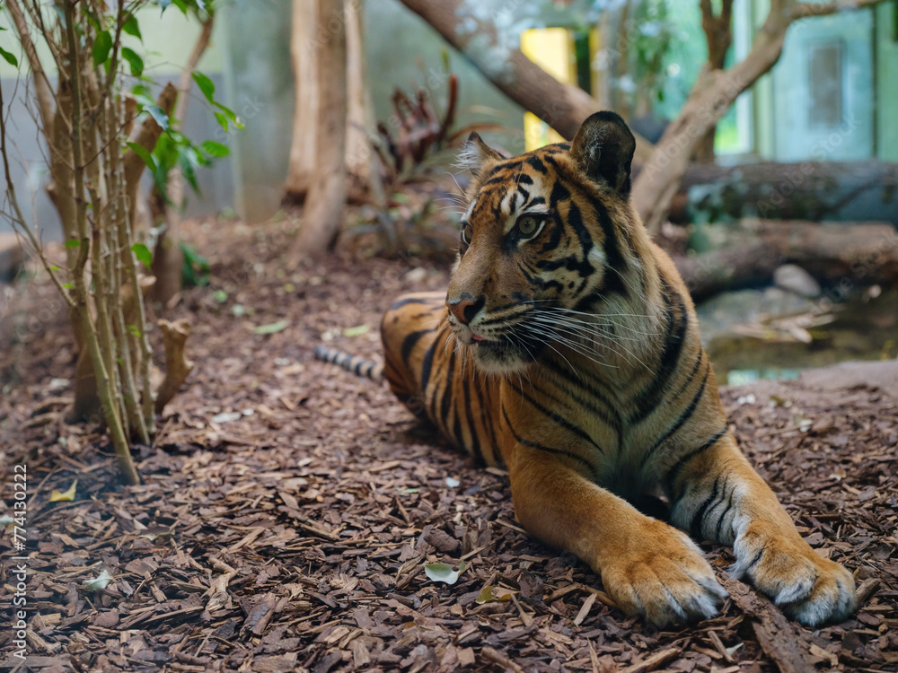 Bengal tiger in his enclosure, walk in Frankfurt Zoological garden ...