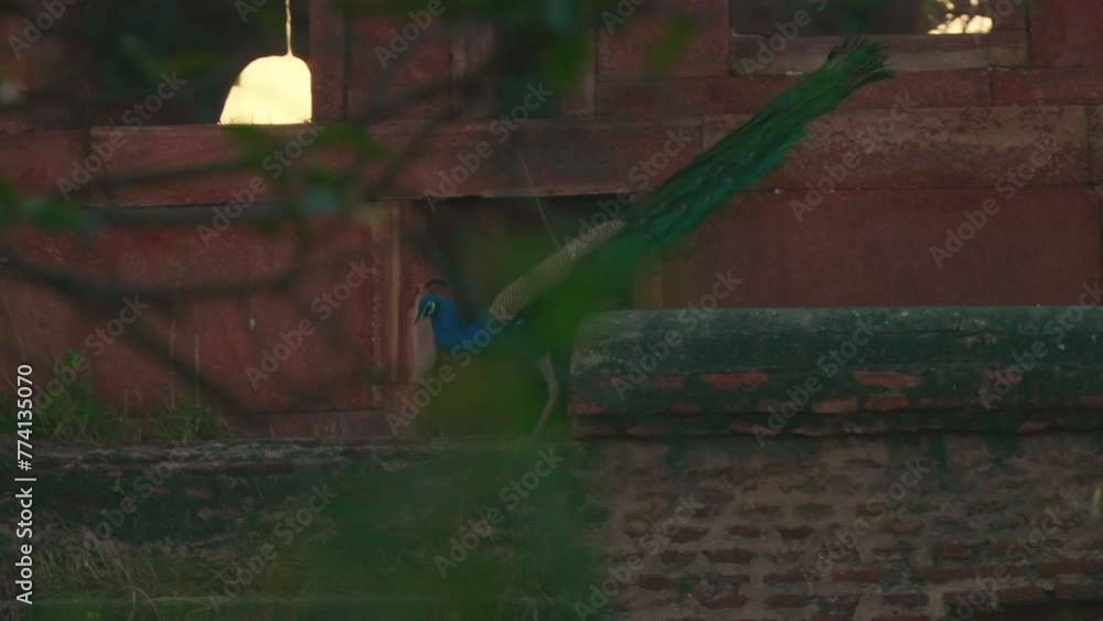 Peacock Fluffed Its Tail On Wall Of Red Fort. Main Residence Of Mughal ...