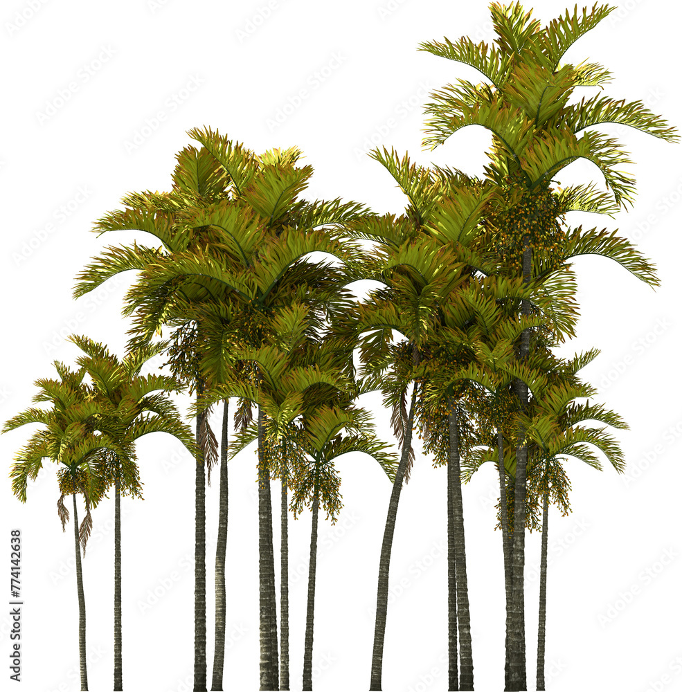 tropic trees betel nut palm hq arch viz cutout plants group Stock ...