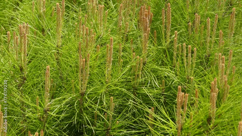 Pinus halepensis, commonly known as the Aleppo pine, is a pine native ...