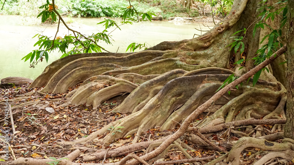 The base of tropical tree with large buttress roots at the edge of a ...