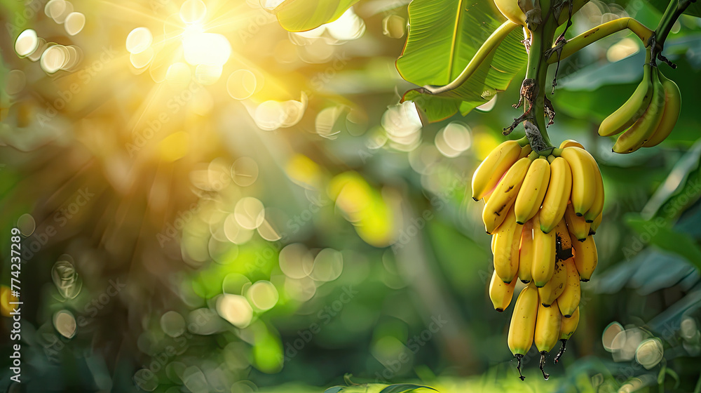 National Banana Day, bananas bunch hanging from tree in nature blur ...