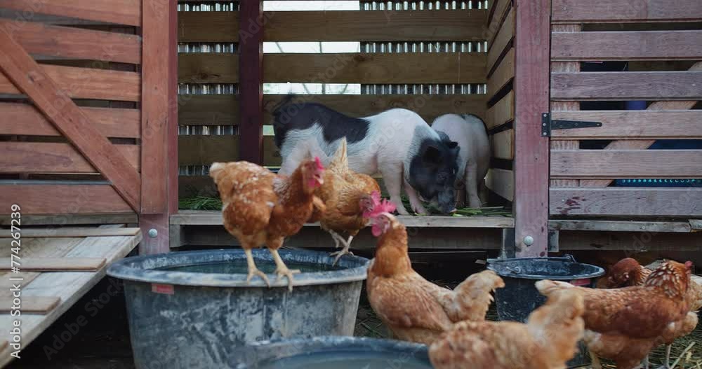 A group of chickens are standing in a pen next to a pig. The chickens ...