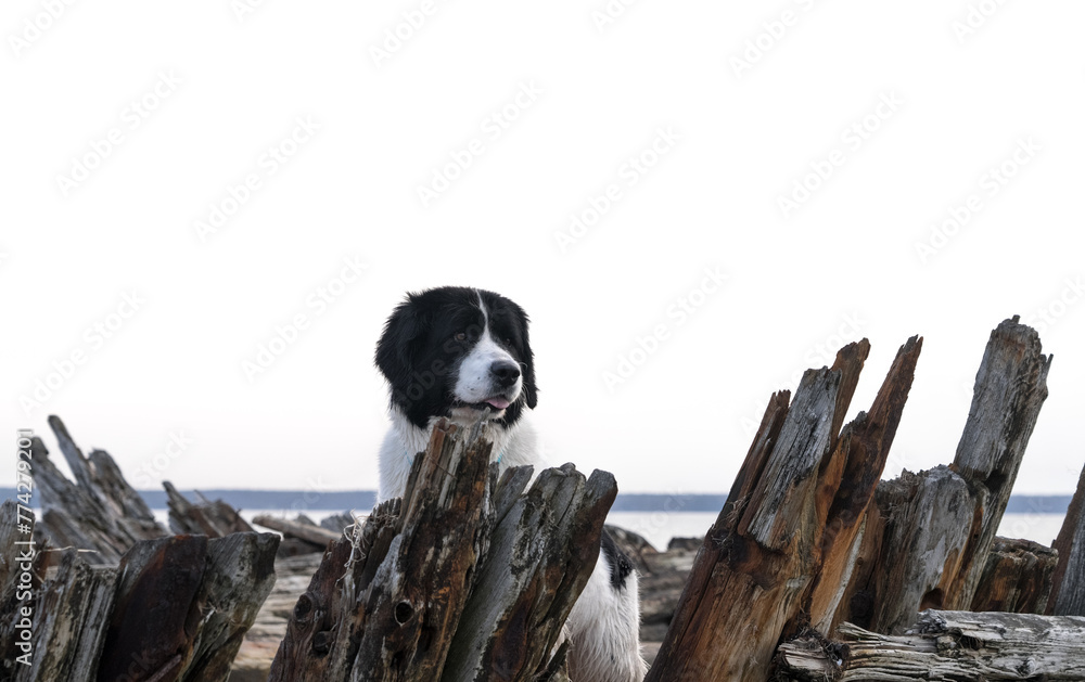 Loksa Estonia - March 31 2024: Water rescue Landseer dog climbing on ...