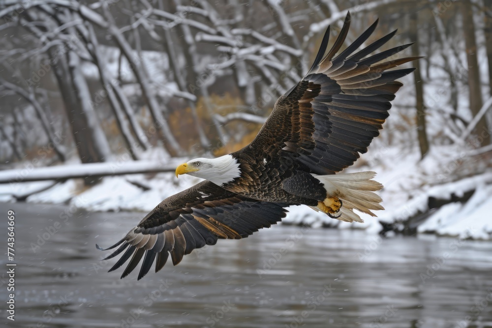 Bald Eagle: Majestic Bird of Prey Hunting over Iowa River in Downtown ...