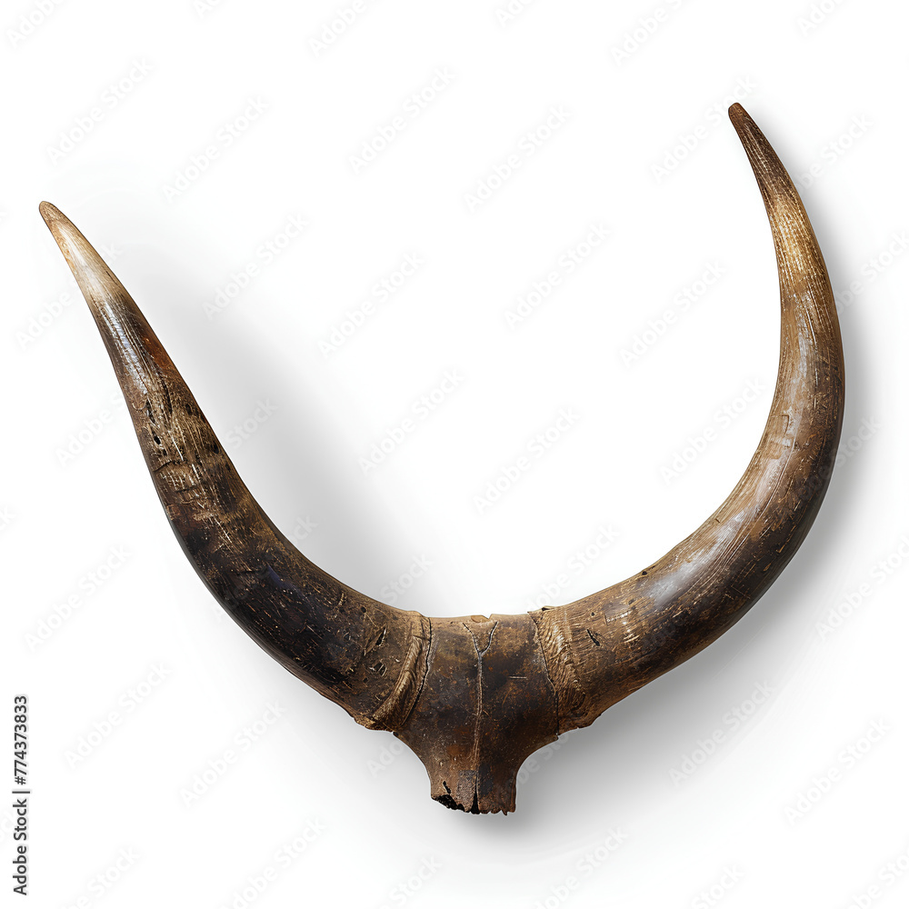 bull horn isolated on white background, bull horn, bull horn on white ...