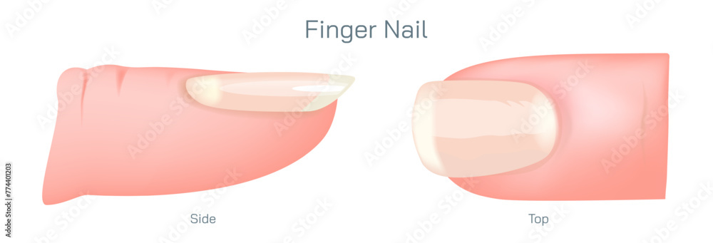 Structure and diagram of finger nail. Cross section and anatomy of nail ...