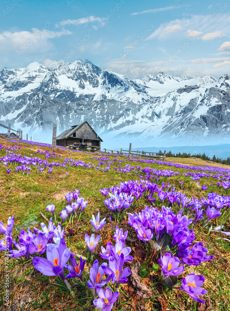 Blooming purple violet Crocus heuffelianus (vernus) alpine flowers on ...