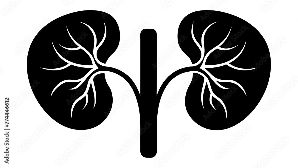 Human Kidneys Vector Illustration Anatomy Explained in Visual Detail ...