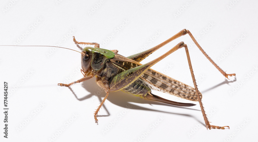Wart-biter (Decticus verrucivorus) is a bush-cricket in the family ...
