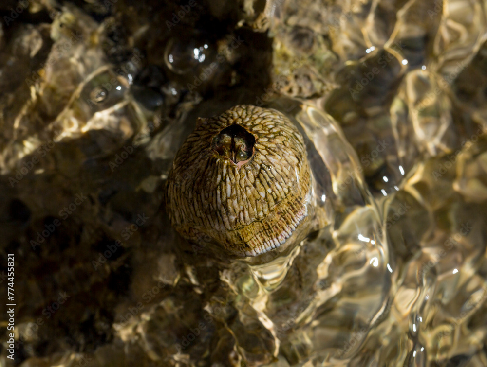 Tetraclita squamosa - Thatched barnacle. Balanus (Balanomorpha) is a ...
