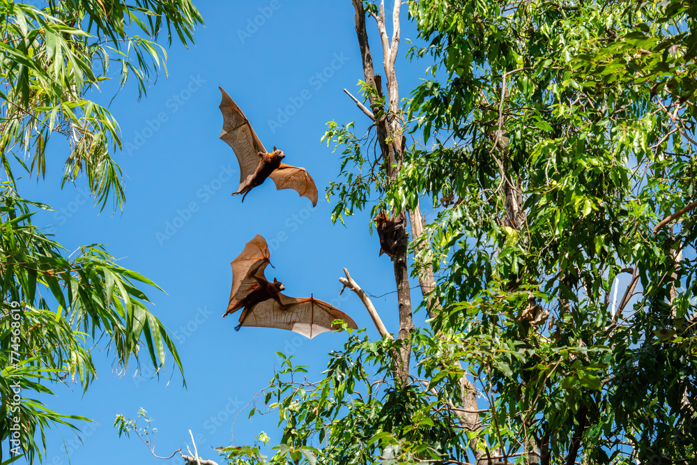 Grey-headed flying fox is a megabat native to Australia, this flying ...