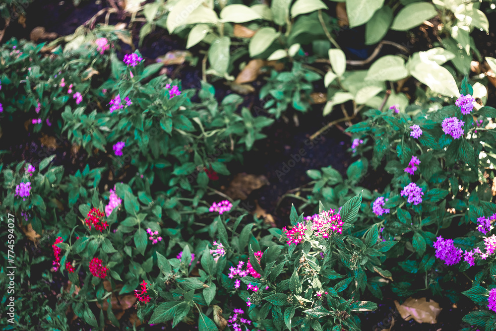 ,Flowers of Lantana montevidensis also known as Purple lantana,Lantana ...