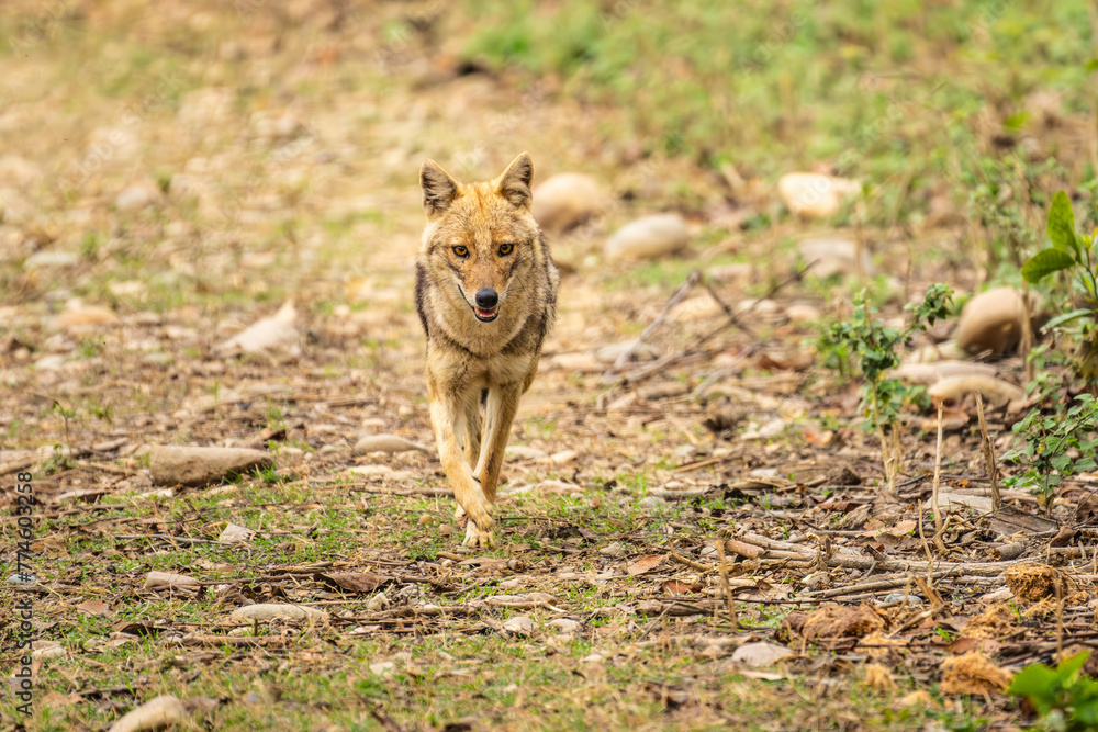 Sri Lankan jackal walks in the gravel road in Yala national park ...