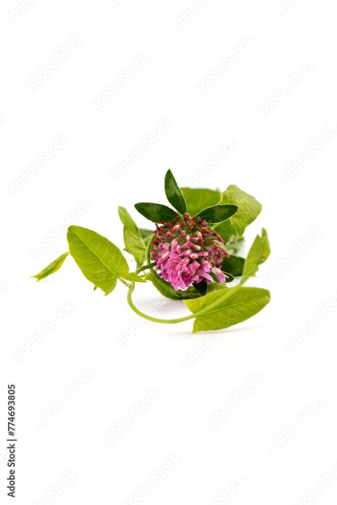 Red clover on white background in close up. Red clover is a clowering ...