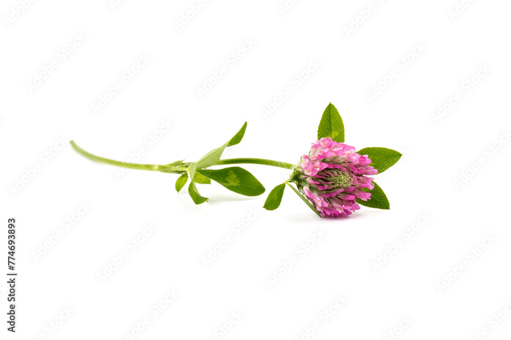 Red clover on white background in close up. Red clover is a clowering ...