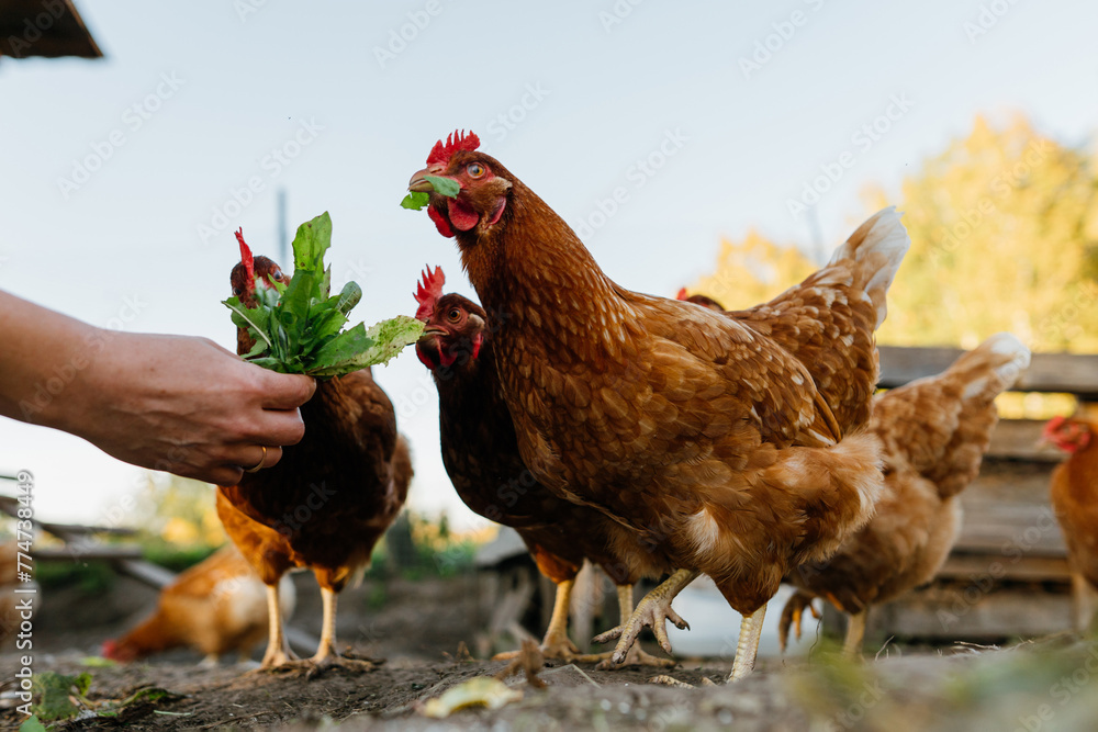 Close-up of chickens eating greens from a human hand. Brown hens close ...