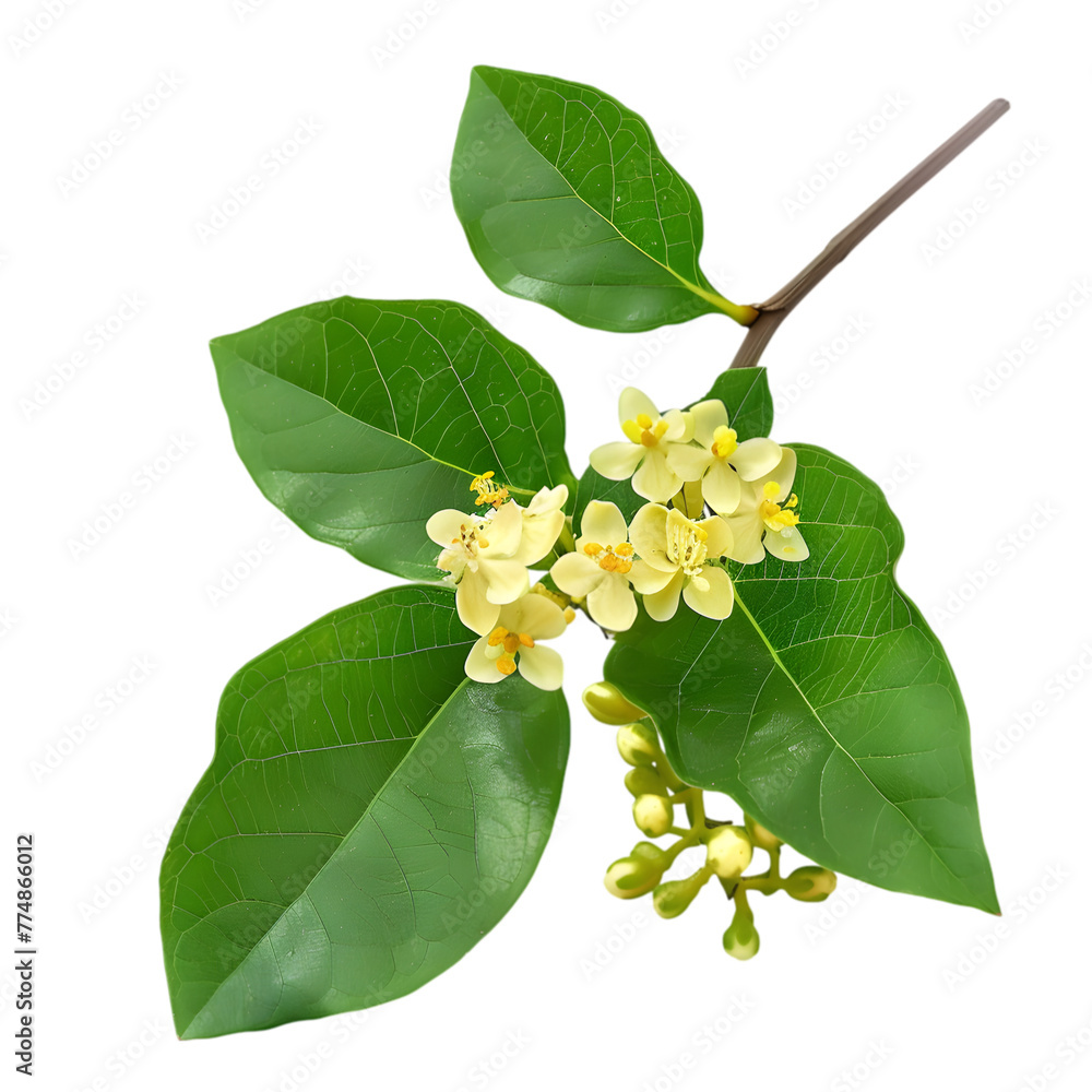 Agnimantha Premna integrifolia Ayurveda herb natural medicinal remedy ...