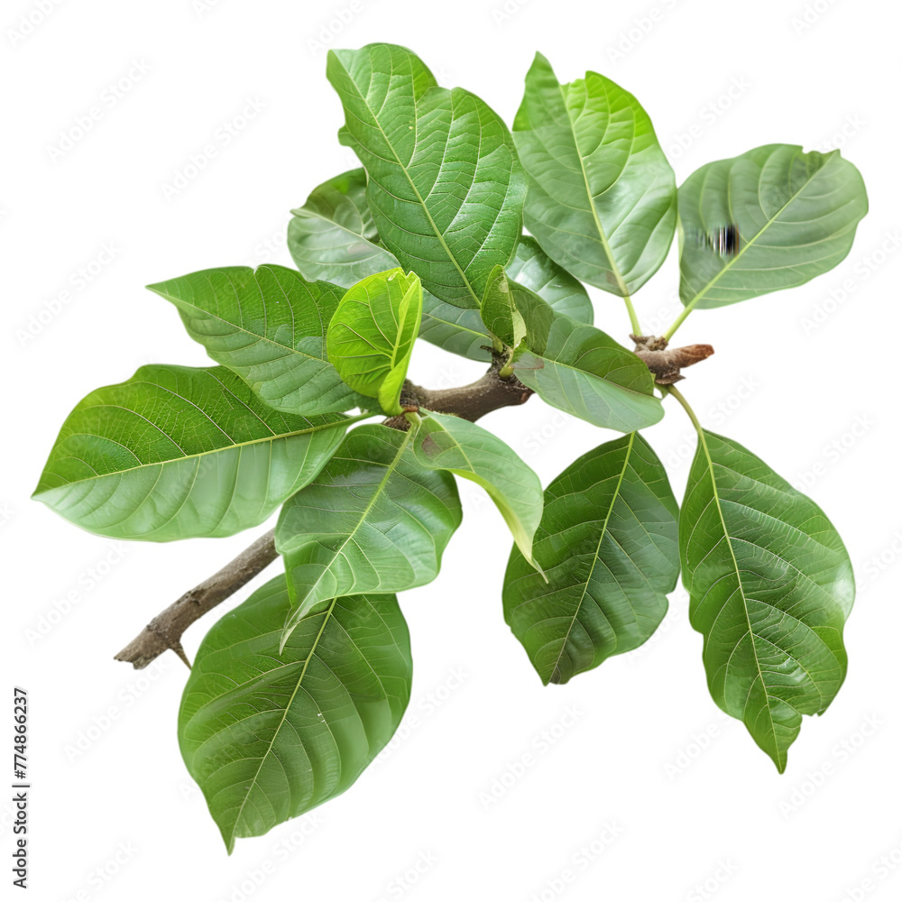 Arjuna Terminalia arjuna Ayurveda herb natural medicinal remedy ...