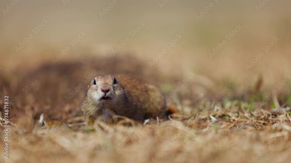 Funny gophers, little ground squirrel or little suslik, Spermophilus ...