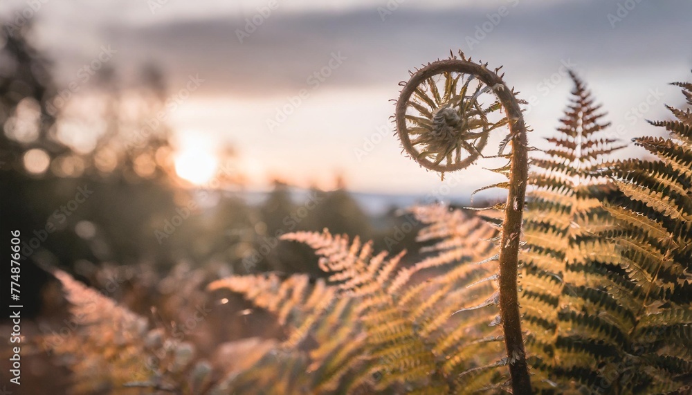 nature details of fern and fibonacci series Stock Photo | Adobe Stock