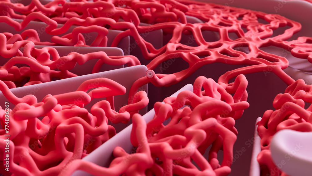 Pathway of Sperm, The journey of sperm, from their creation ...