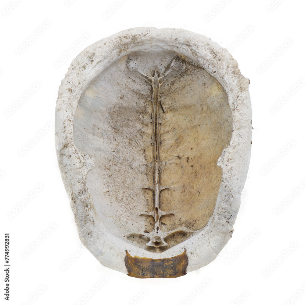 Florida box turtle - Terrapene carolina bauri - sun bleached carapace ...