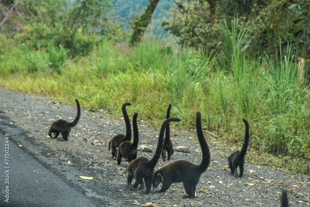 Group of white-nosed coati, Nasua narica, also known as the coatimundi ...