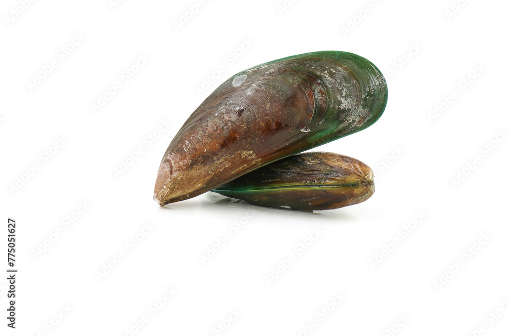 Mussels on white background.suitable for people who are controlling ...