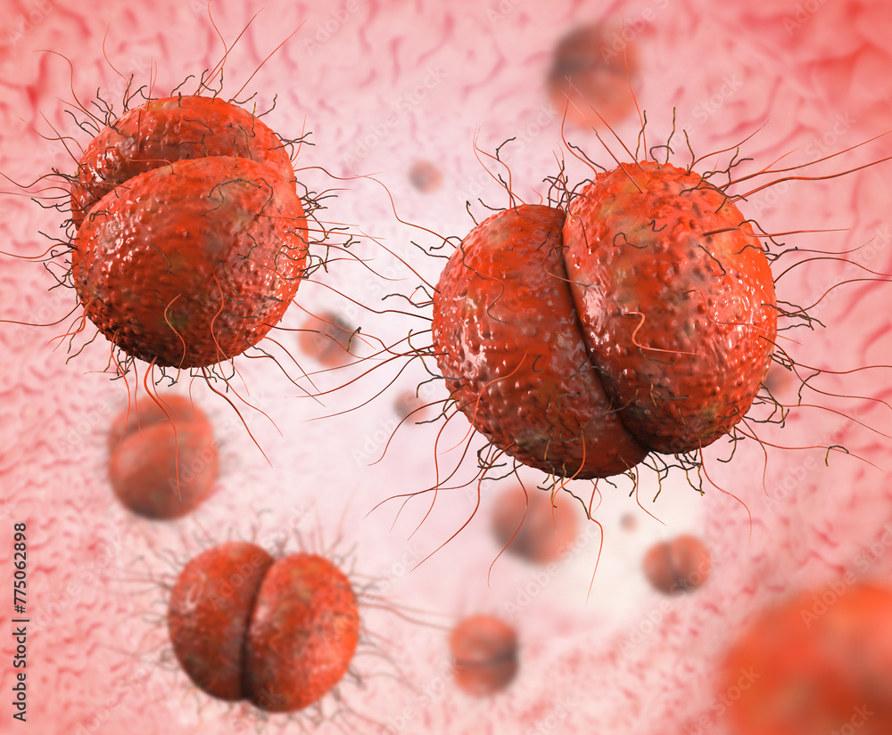 Bacteria Neisseria gonorrhoeae or Neisseria meningitidis, gonococcus ...