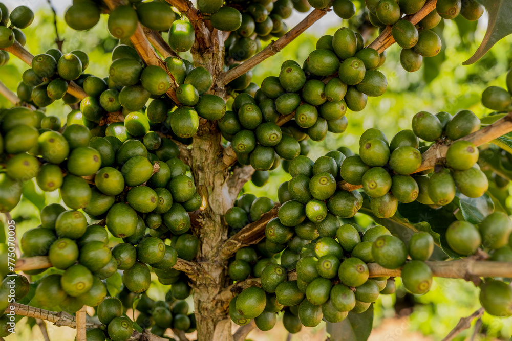Galhos de café imaturo, Plantação de café brasileiro, região do Sul de ...