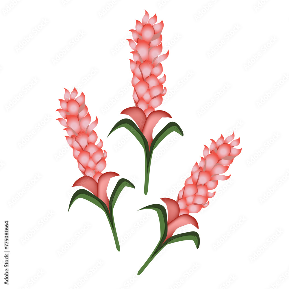 Teuila Flower, The National Flower of Samoa Stock Vector | Adobe Stock