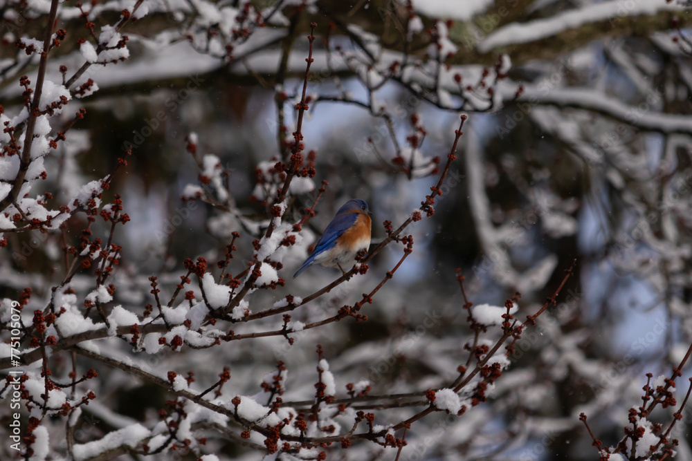 This beautiful bluebird sat perched in the branches of the tree. His ...