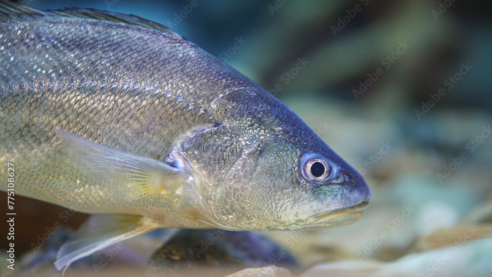 Boesemania croaker fish with silver skin, a local river fish in ...